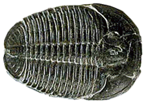 Trilobite Information Page.